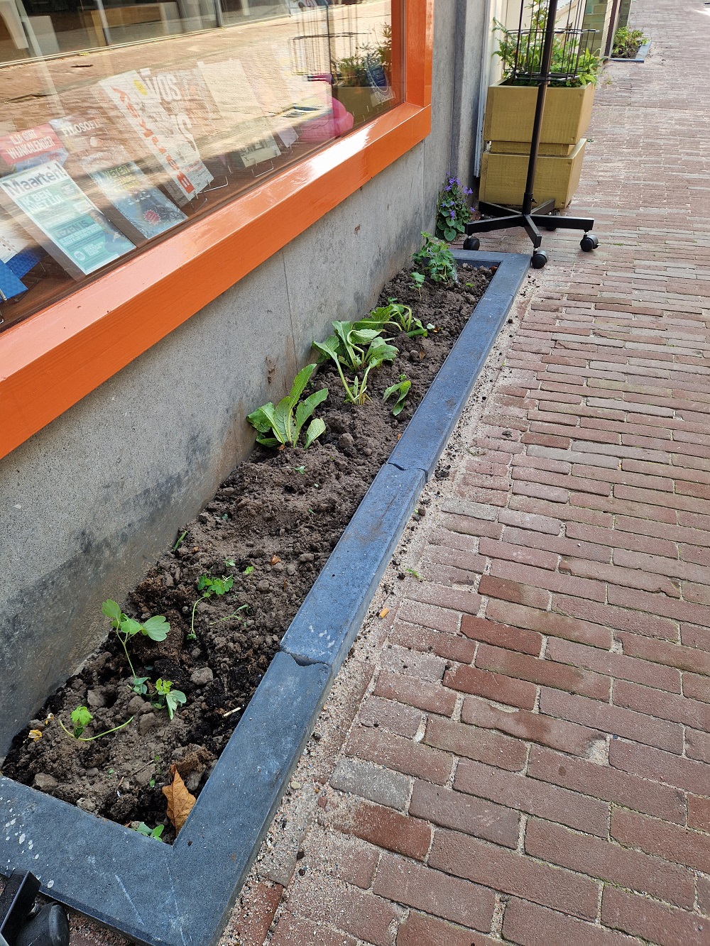 "Zelfs het 'onkruid' langs de muur ziet er beter uit"