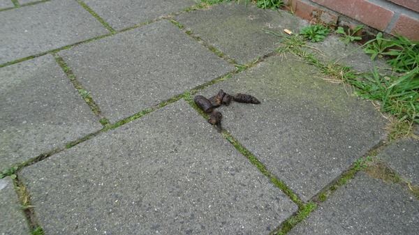 Poep aan je schoenen of in je hoofd?